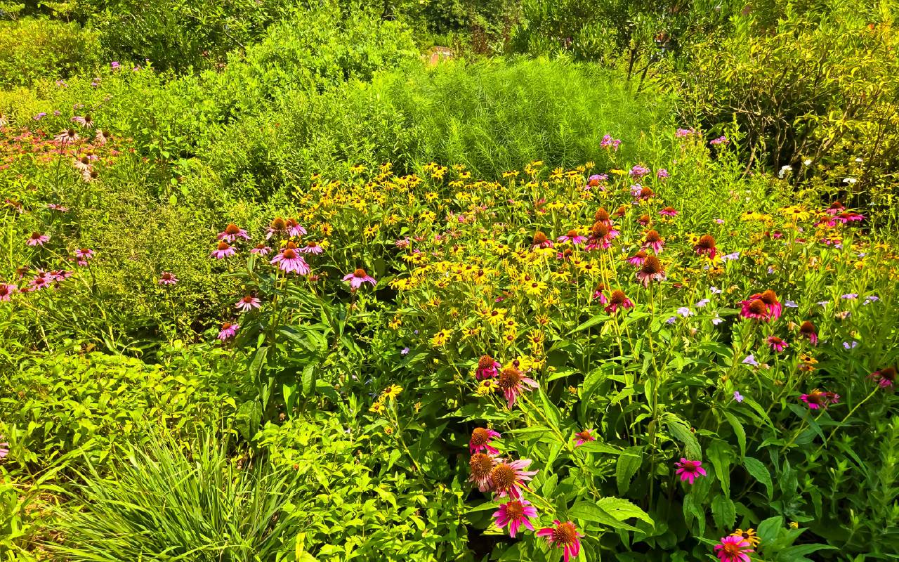 Growing A Wildflower Meadow Meadow Wildflower Seeds For Pond Edge