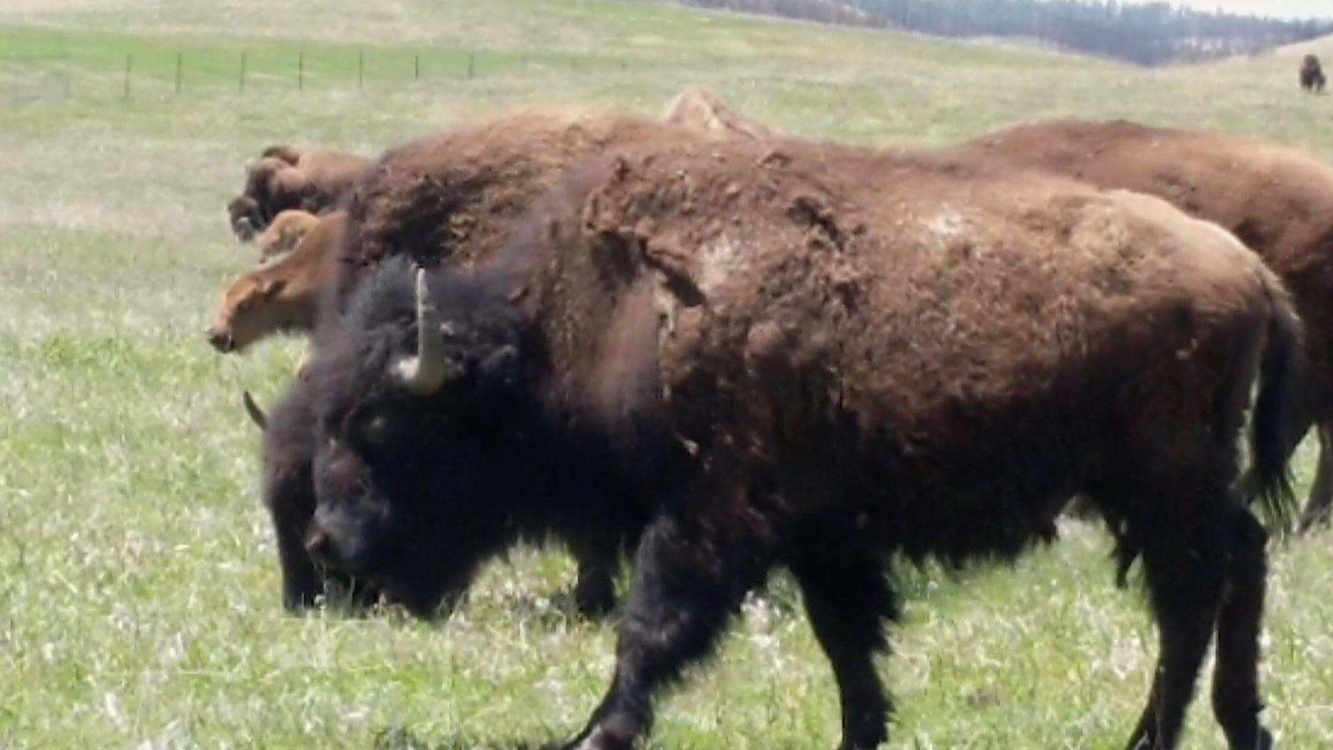 What Does It Take to Bring MN's Bison Herds Back? | TPT Originals